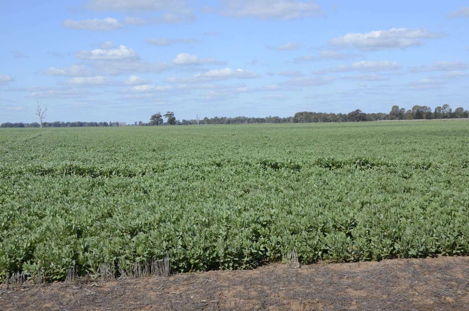 Slight cloud to year’s silver lining | Country News