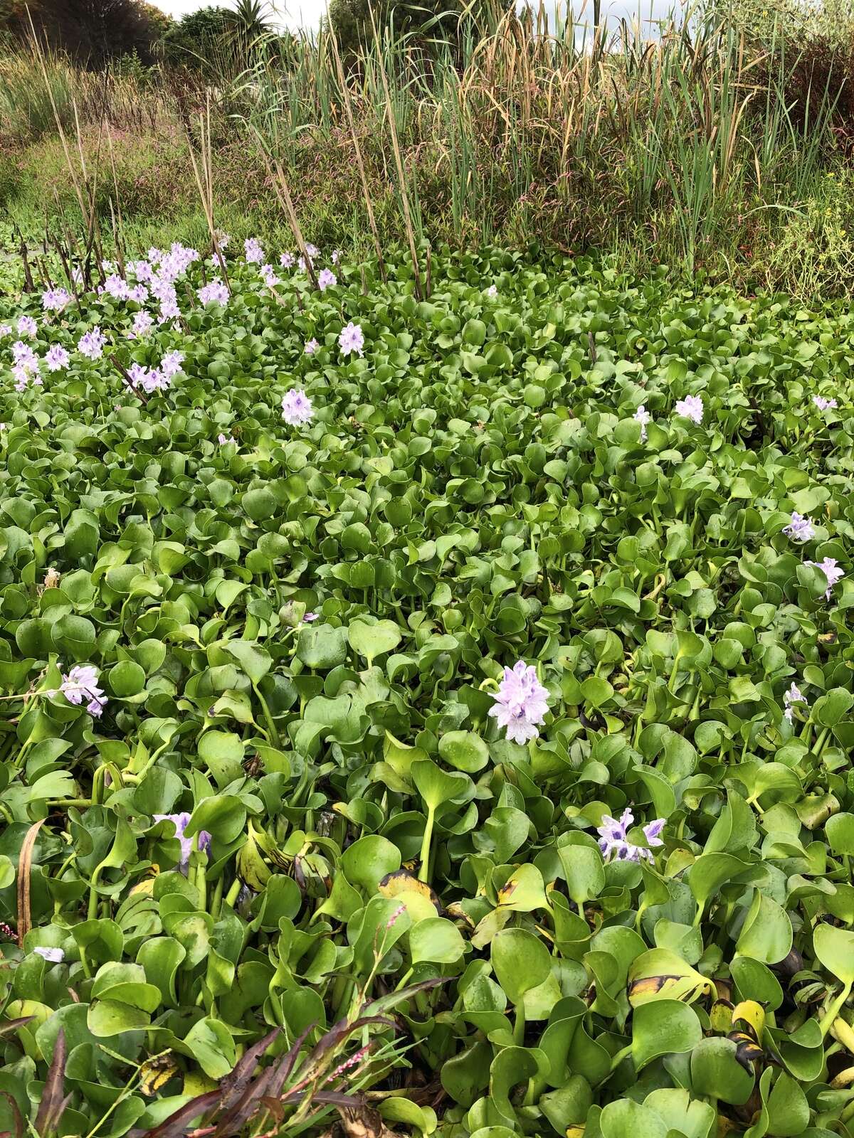 Gardeners urged to look out for invasive water plant | Country News