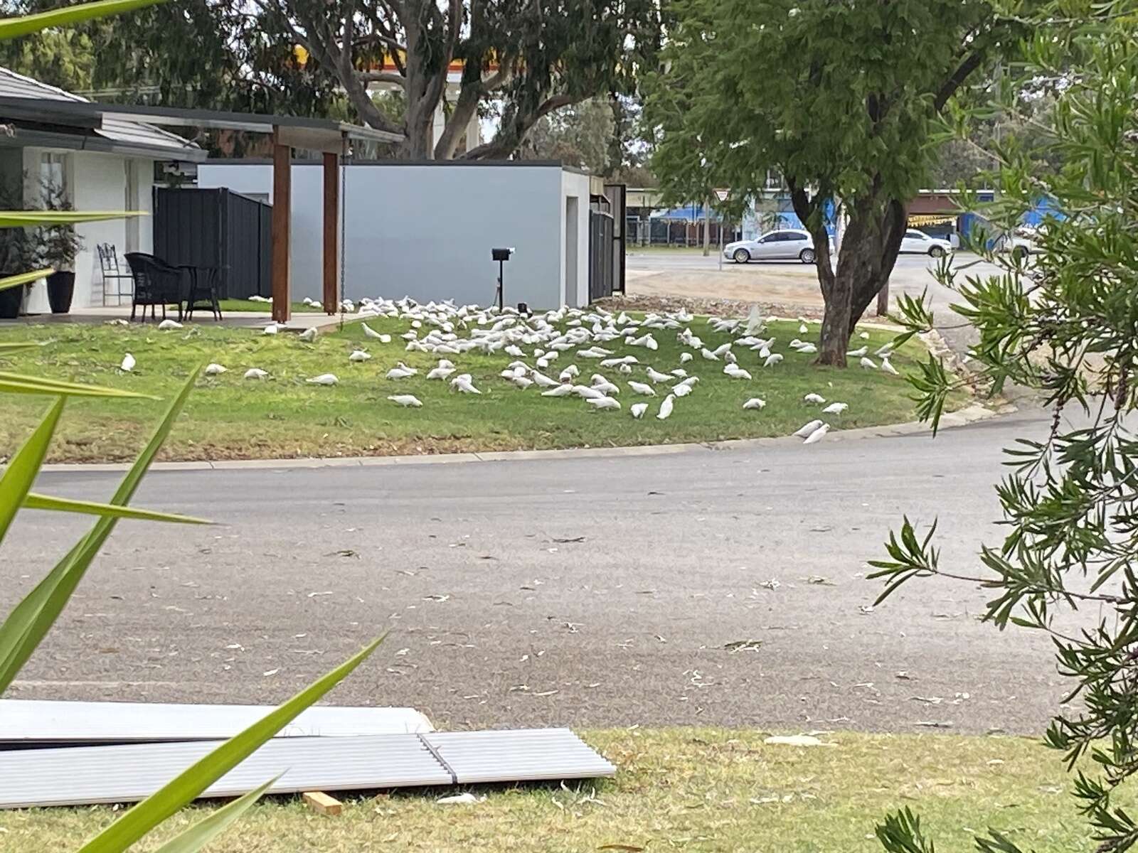 Corella damage must be prevented | Shepparton News