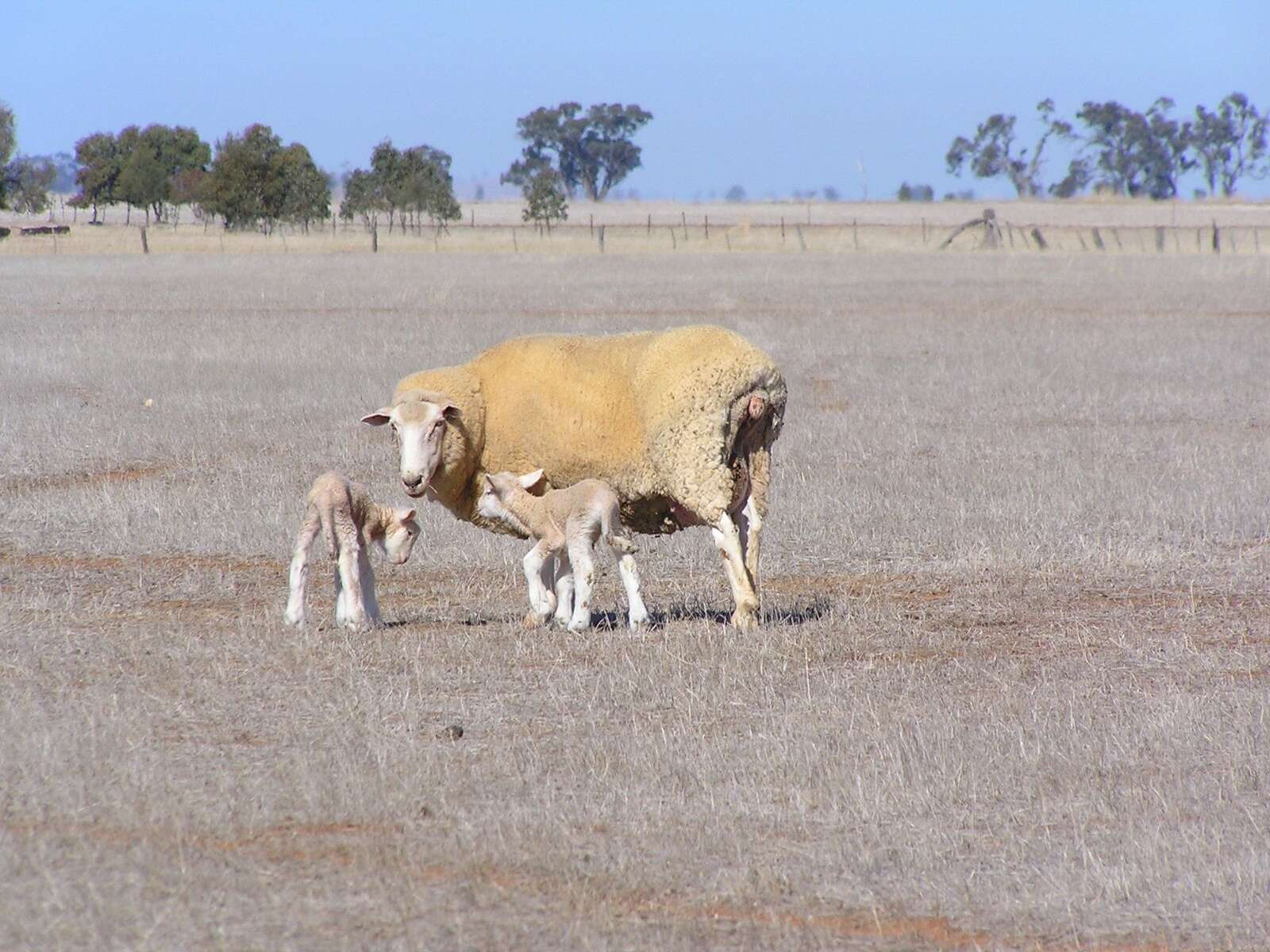 Watch out for twin lamb disease in ewes | Shepparton News