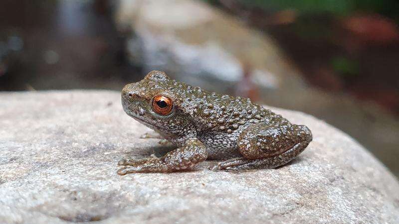New hope for critically endangered frogs | Yarrawonga Chronicle