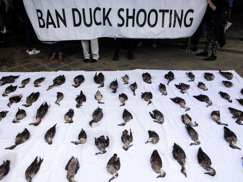 Premier denies duck shooting links killed Vic ban | Country News
