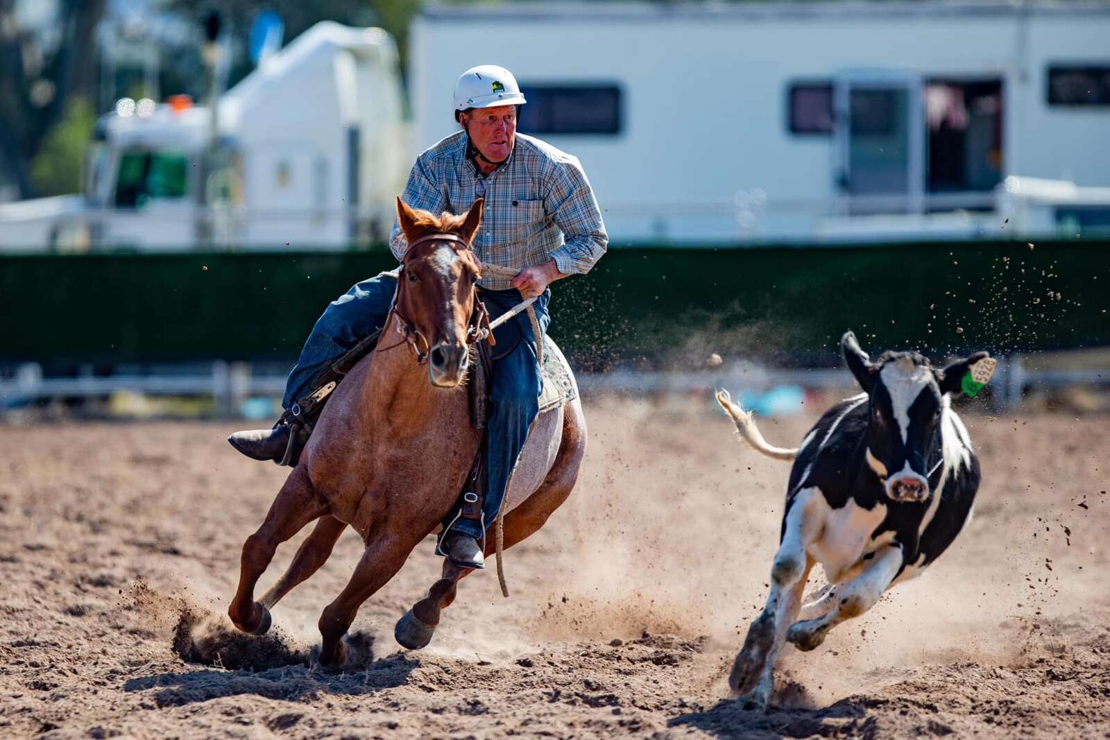 Annual campdraft to make an epic return | Dairy News Australia