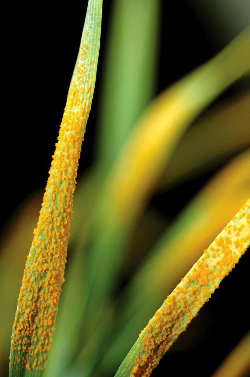 Wheat rust set to bite the dust | Country News