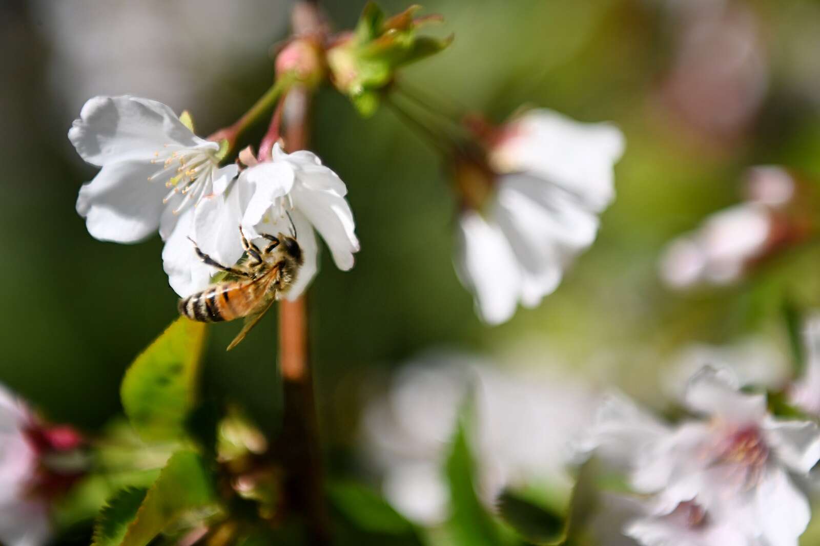 Friday weather | Shepparton forecast | Shepparton News