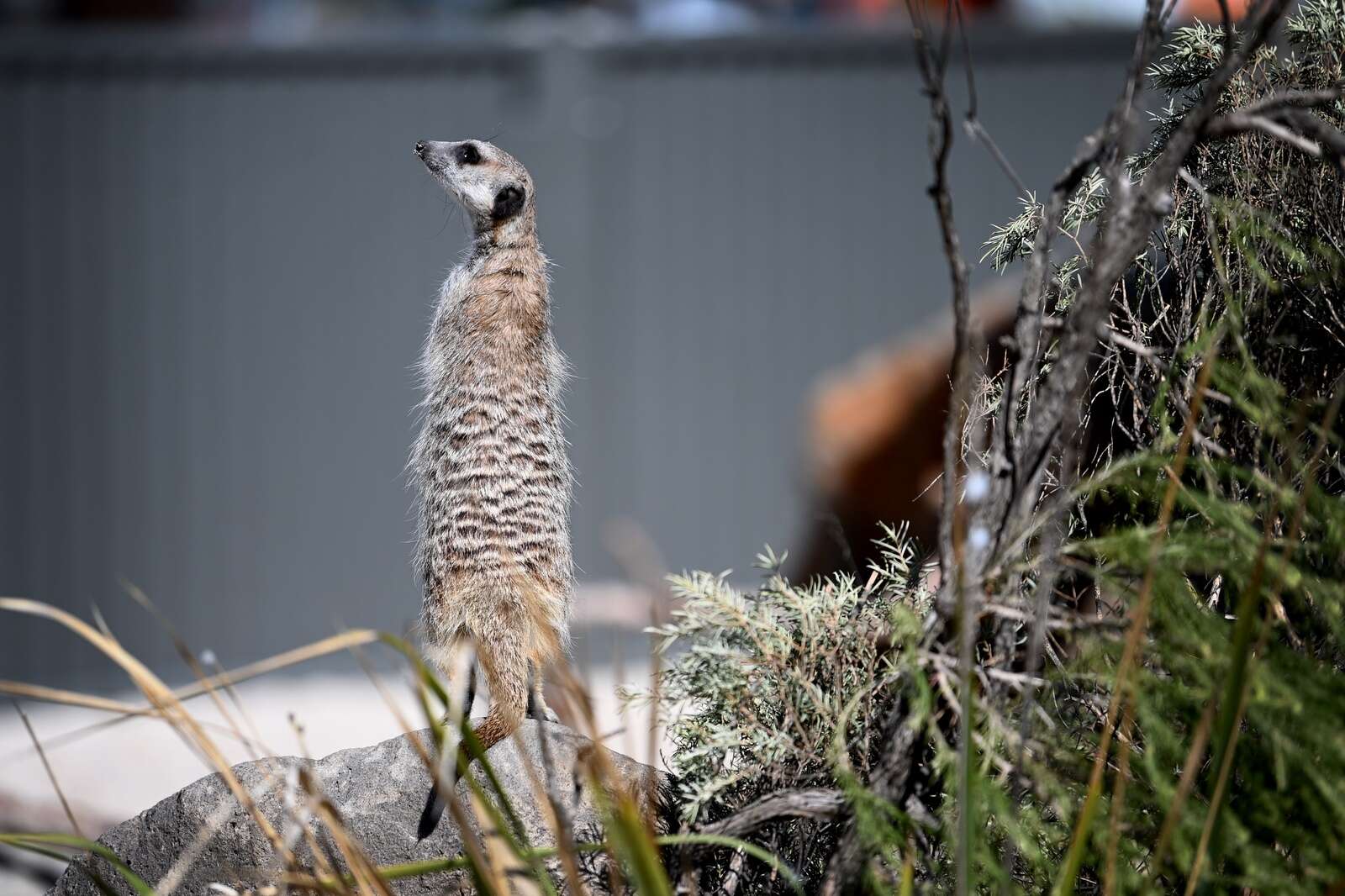 Explore Kyabram’s wildlife, art and events | Riverine Herald