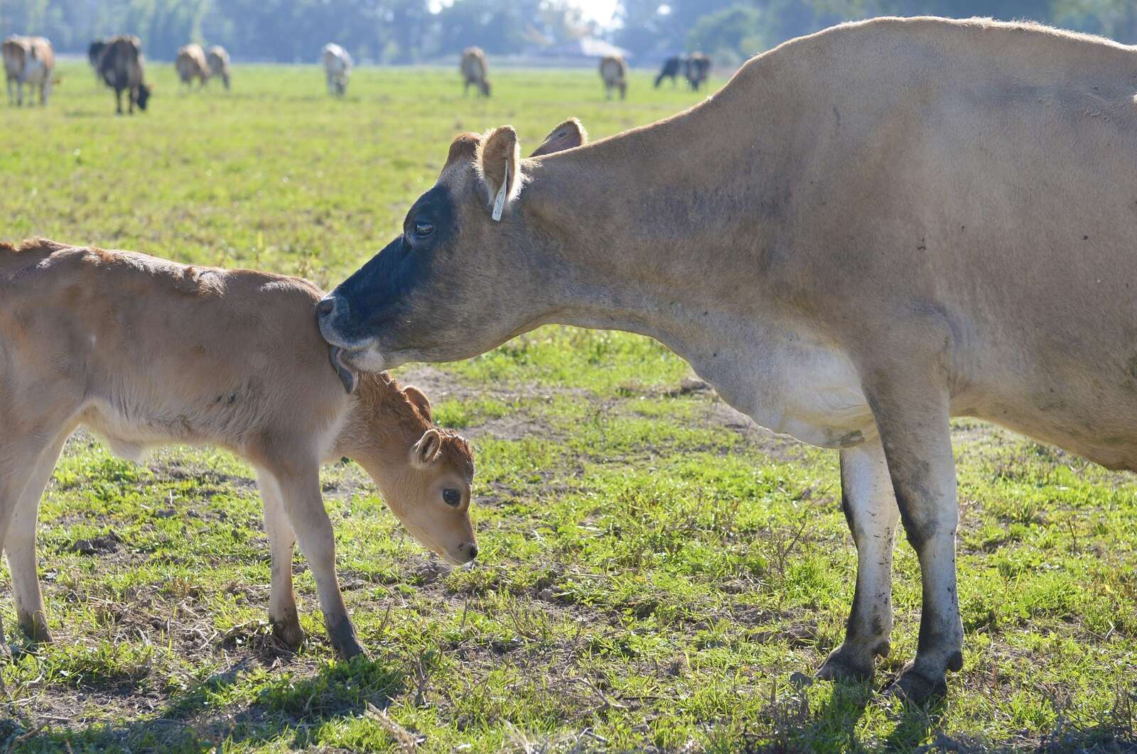 Diagnosis a key to tackling downer cows | Dairy News Australia