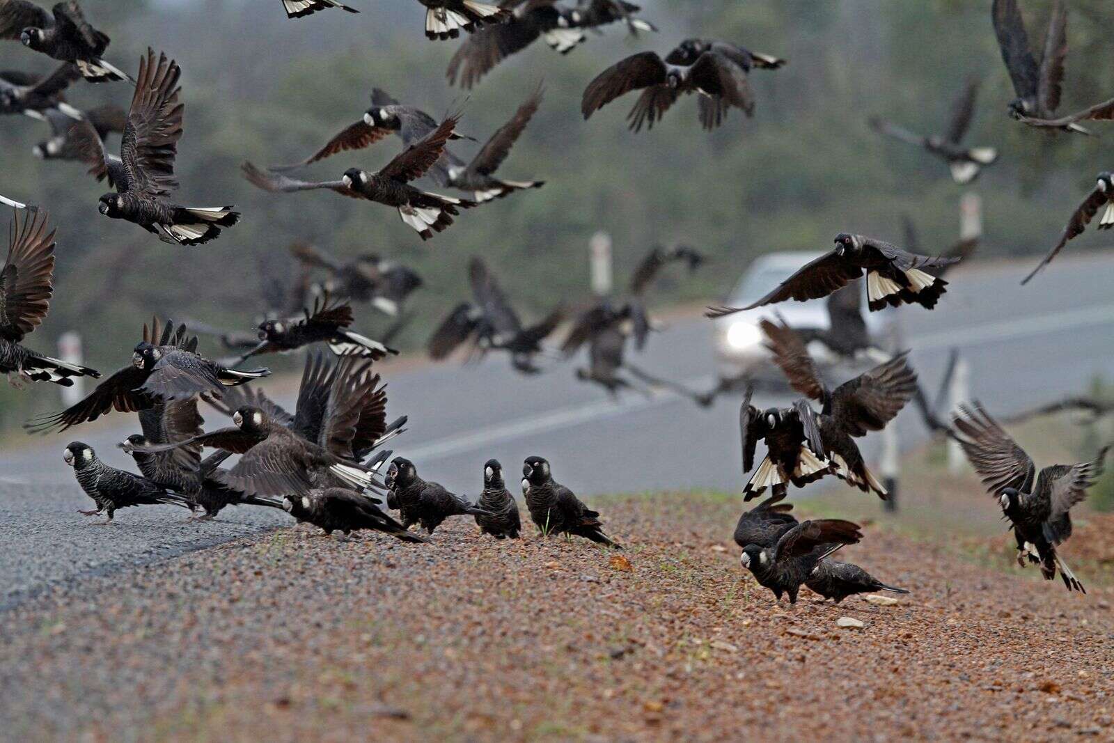 Birds on roads are a recipe for disaster | Country News