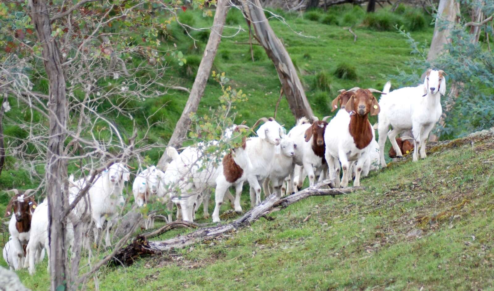 Growing appetite for Australian goat meat | Seymour Telegraph