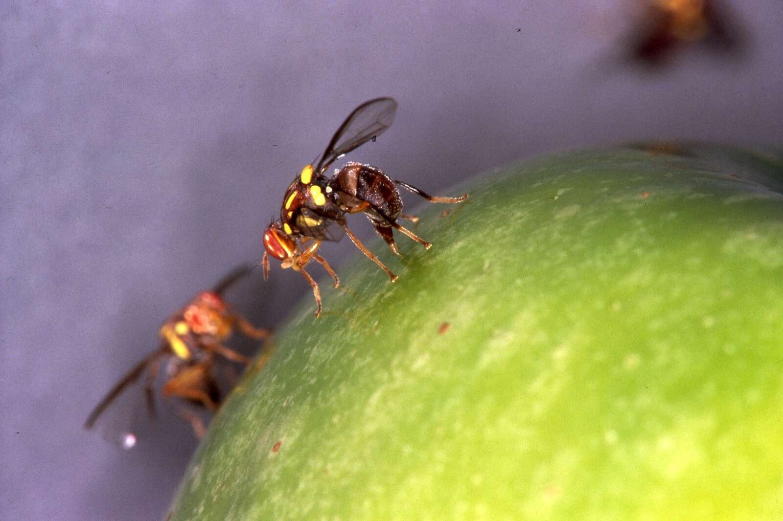 Funding finishes for ferocious fruit fly | Country News