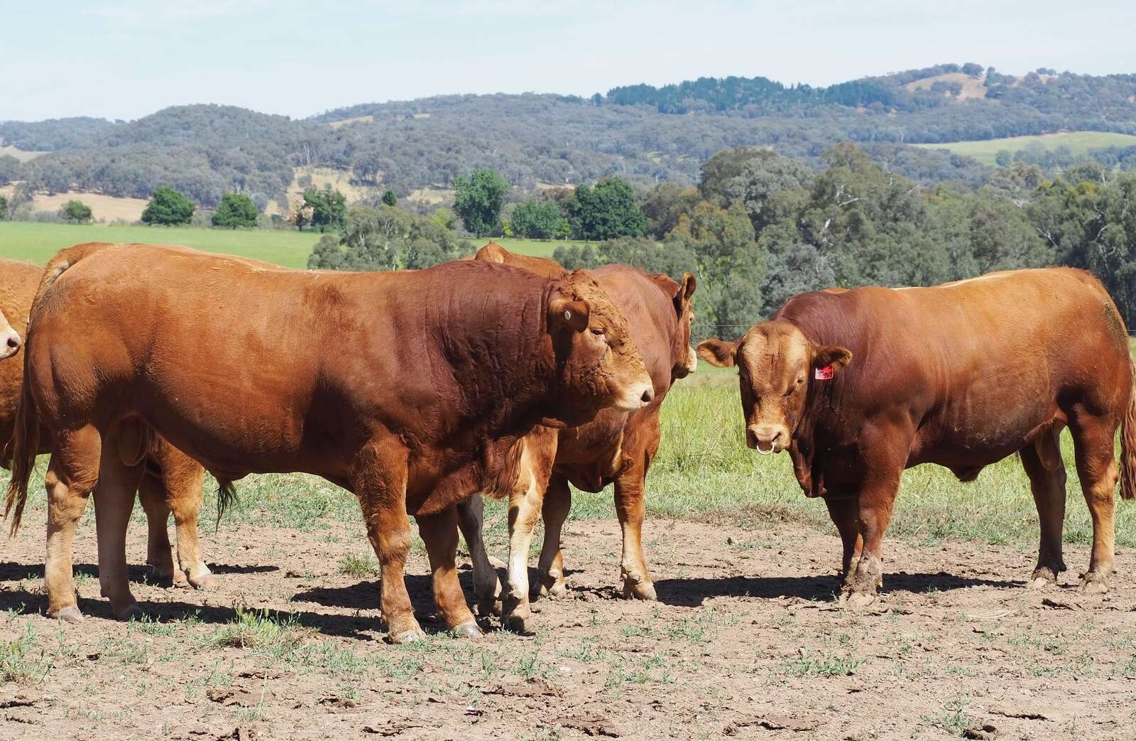 Limousins still going strong | Dairy News Australia