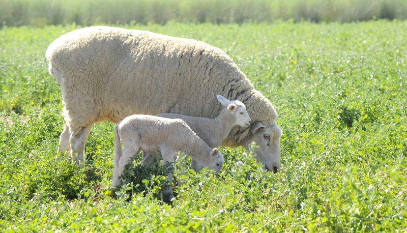 Dealing with a trace element deficiency | Shepparton News