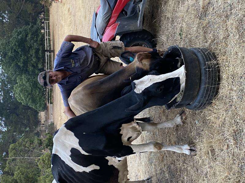 Lucky cows find forever home | Dairy News Australia