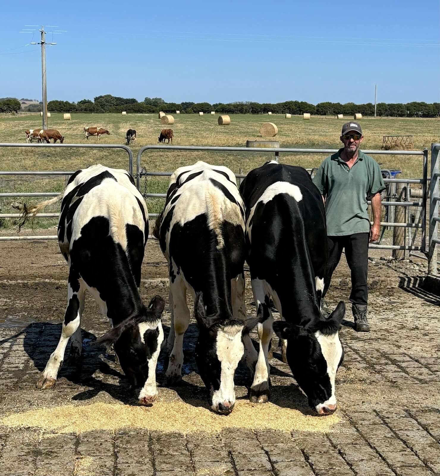 Triplet heifers celebrate their first birthday | Dairy News Australia