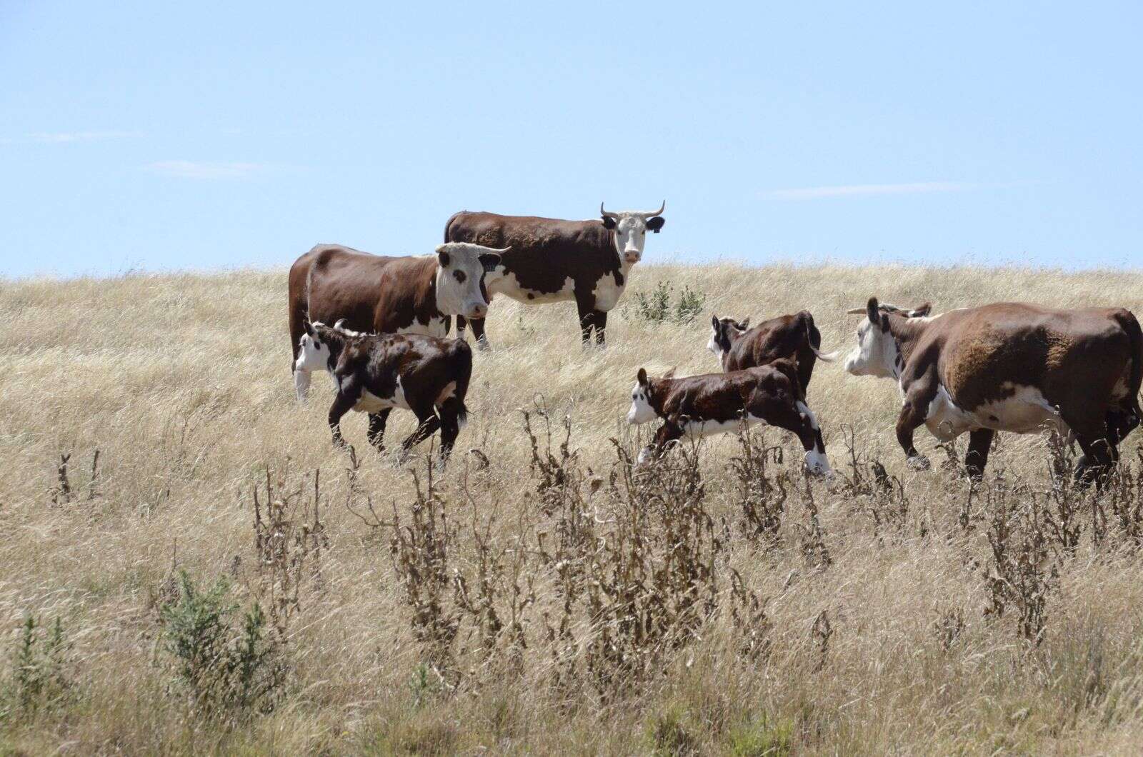 Controlling scours in beef calves | Seymour Telegraph