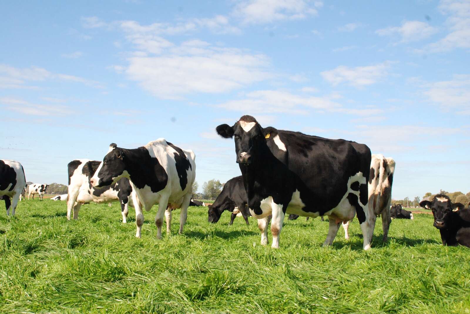 ADIC wants water minister to visit dairy farms | Country News