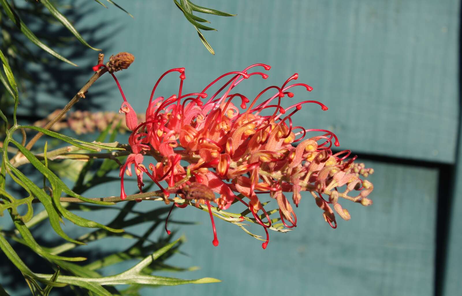 Native secrets blossom | Riverine Herald