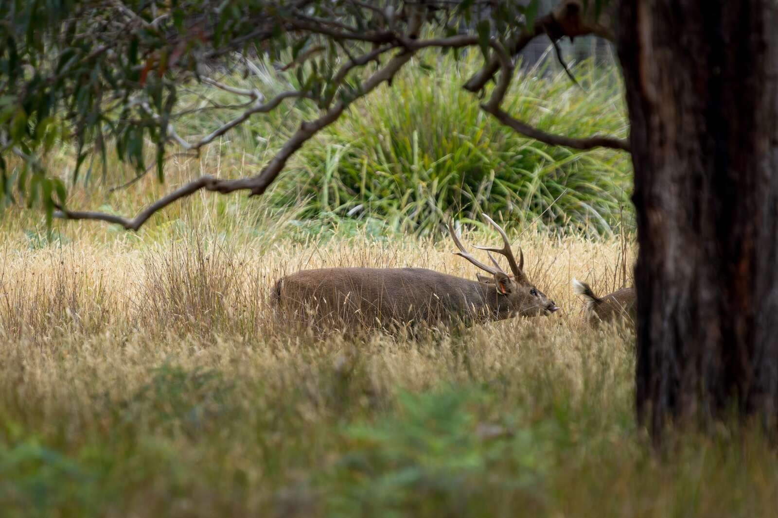Deer breeding season a call for community action | Dairy News Australia