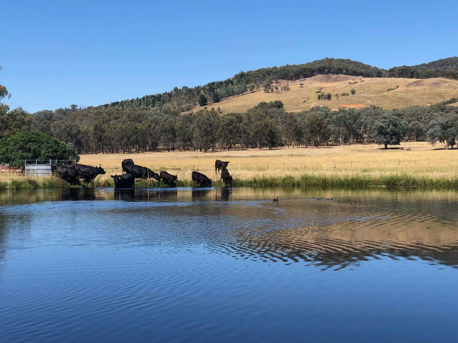 Meet your local Landcare group Gecko CLaN | Country News
