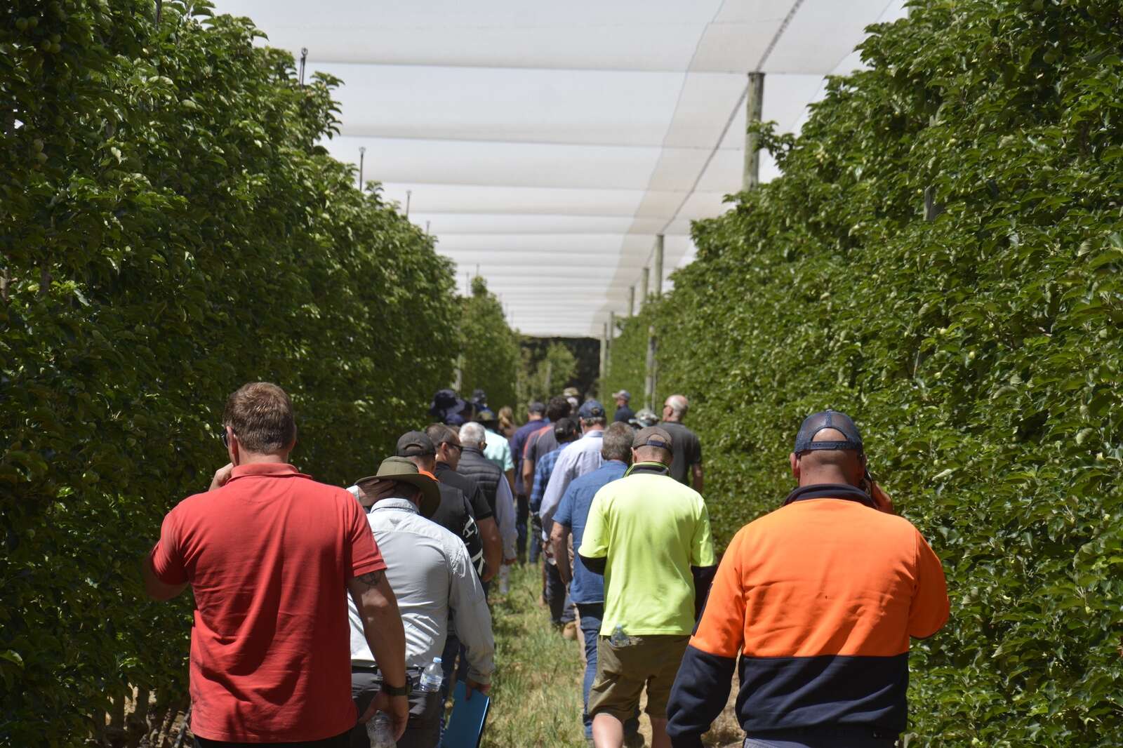 Orchard walk provides insight into maximising apple yields | Riverine ...