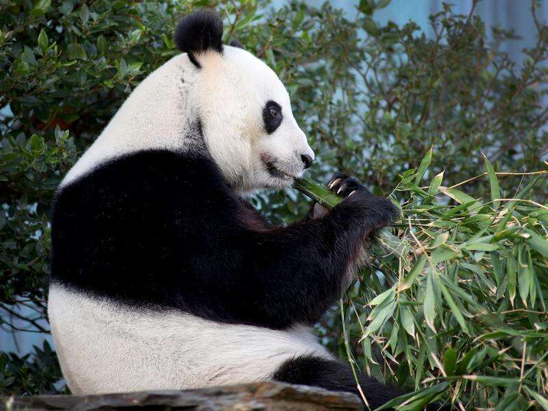 Panda delight as top China diplomat bears good news | Kyabram Free Press