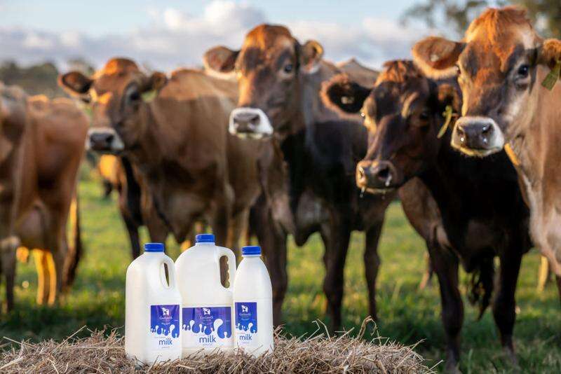 Government chips in to establish milk bottling plant on Sunshine Coast ...