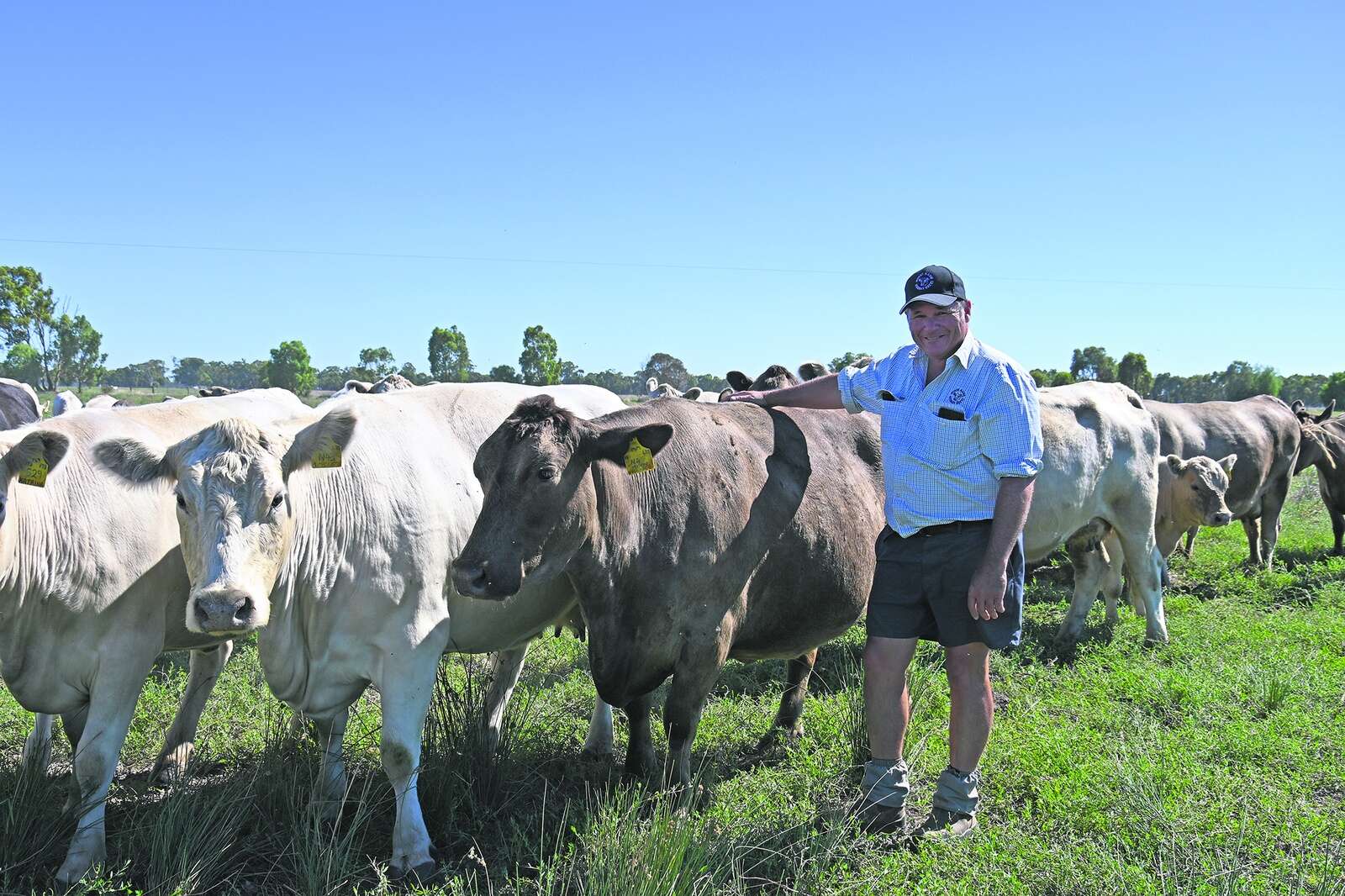 Studs showcase premium cattle | Country News