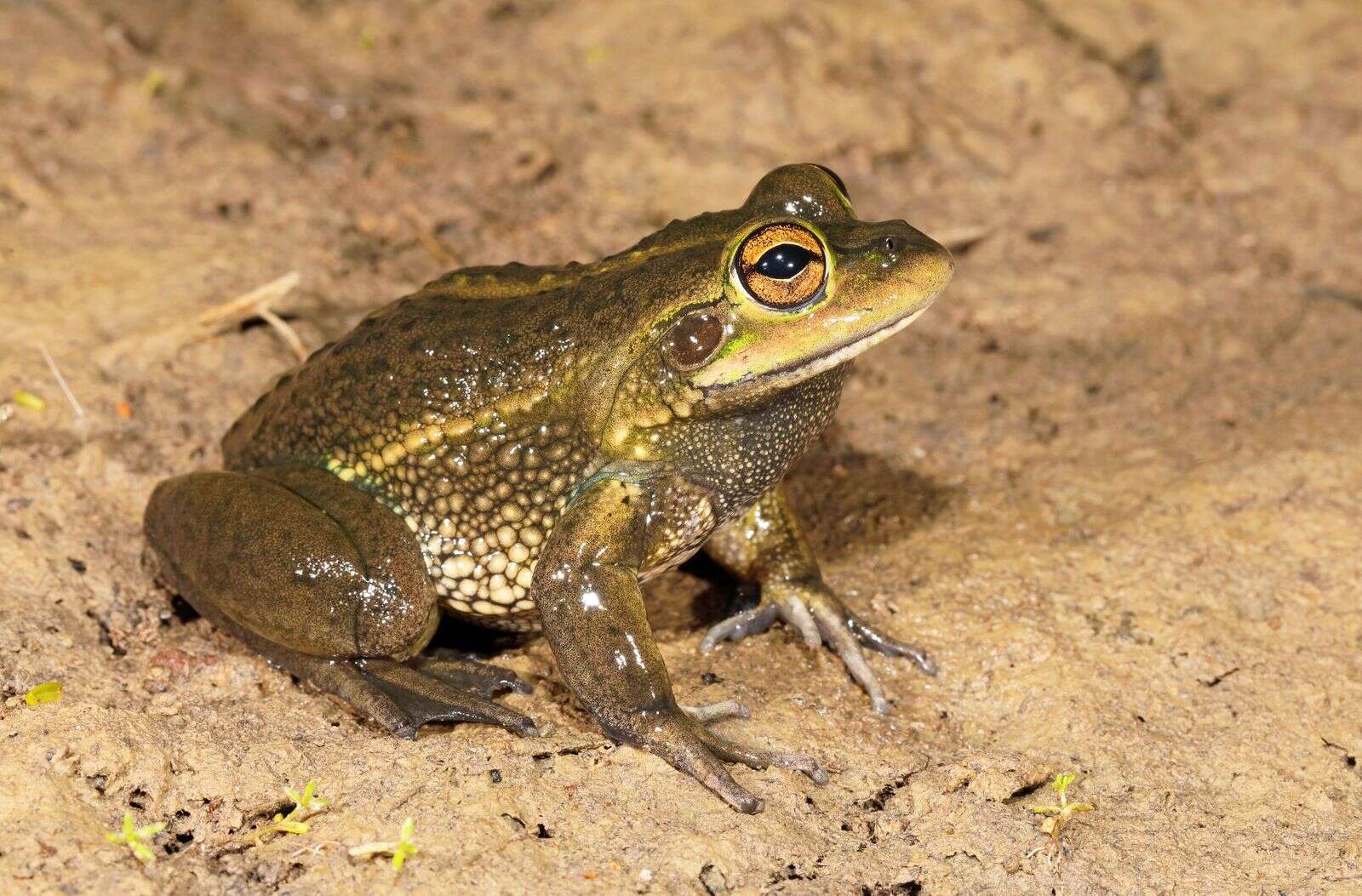 $160,100 for Goulburn Broken frog breeding, fish DNA | Country News