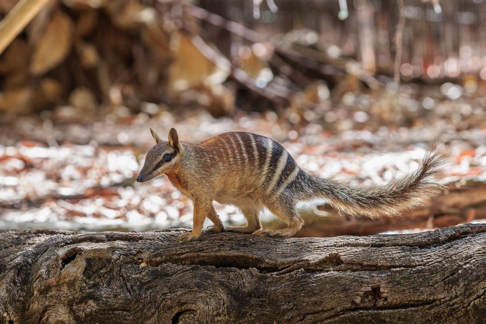 A lifeline for Australia’s threatened animals | Dairy News Australia