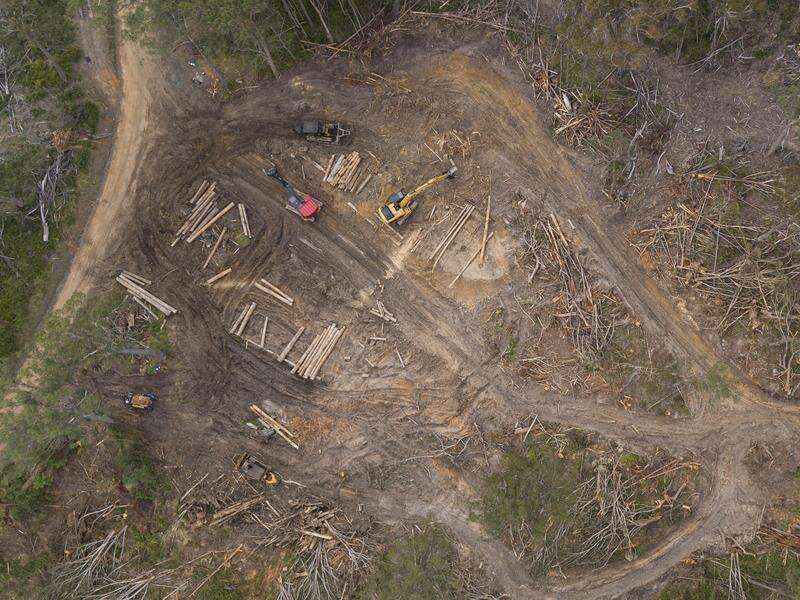 'Dying industry': taxpayers prop up native tree logging | Country News