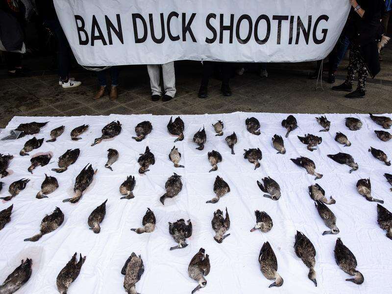 Victorian duck hunting season gets the green light | Country News