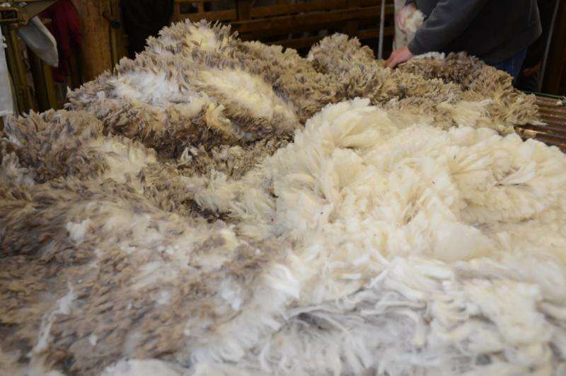 Wool market suffers dramatic drop after returning from mid-year break ...