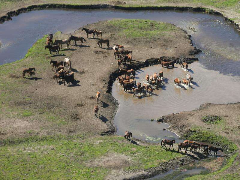 National park closed for helicopter brumby culls | Seymour Telegraph