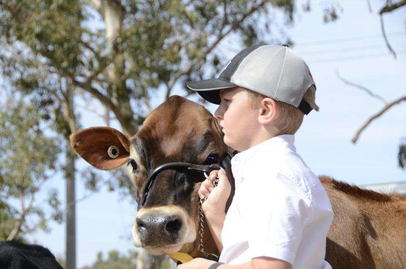 Numurkah Cattle Clubs Calf Show | Dairy News Australia