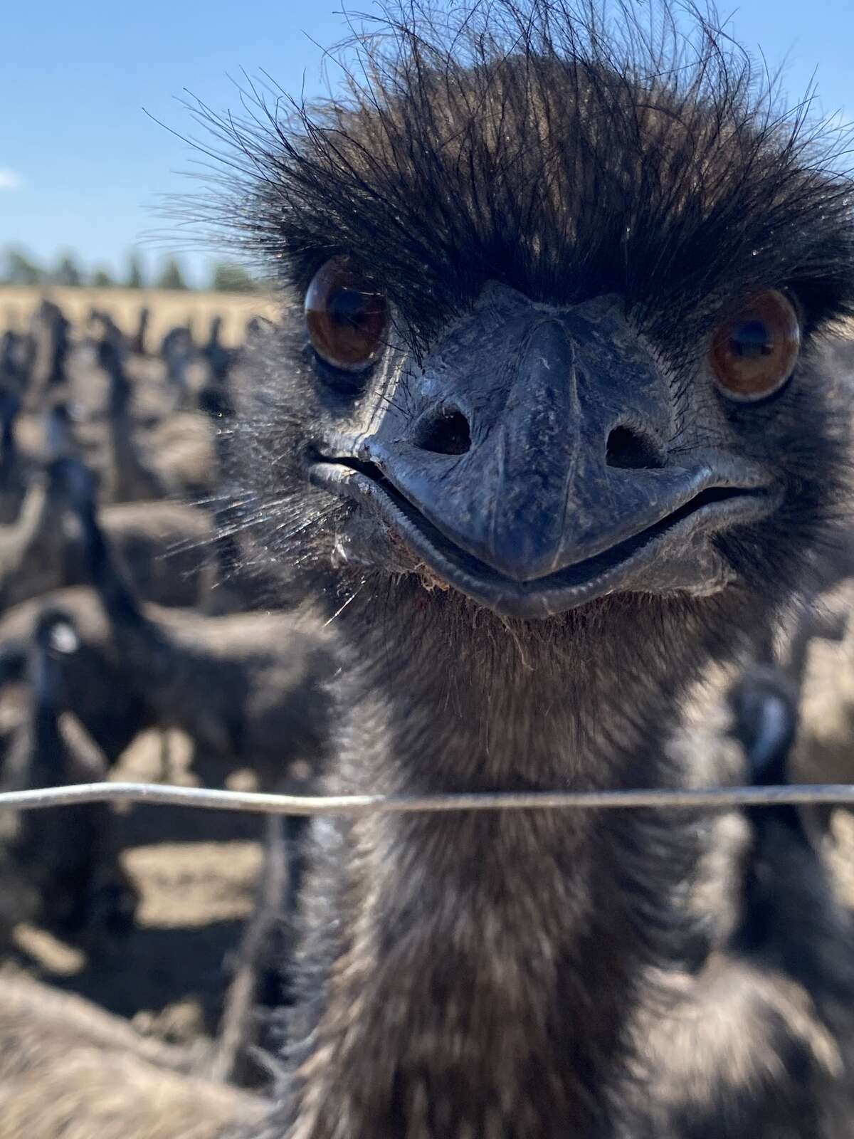 Emus rule the roost | Dairy News Australia