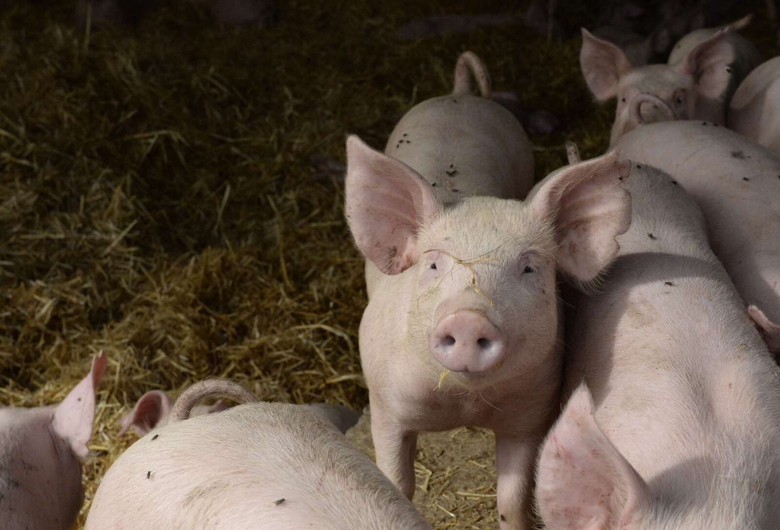 Mandatory cameras for piggeries | Country News