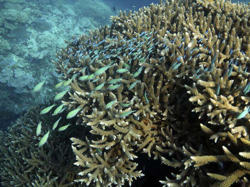 Experts celebrate enormous bounds in reef restoration | Country News