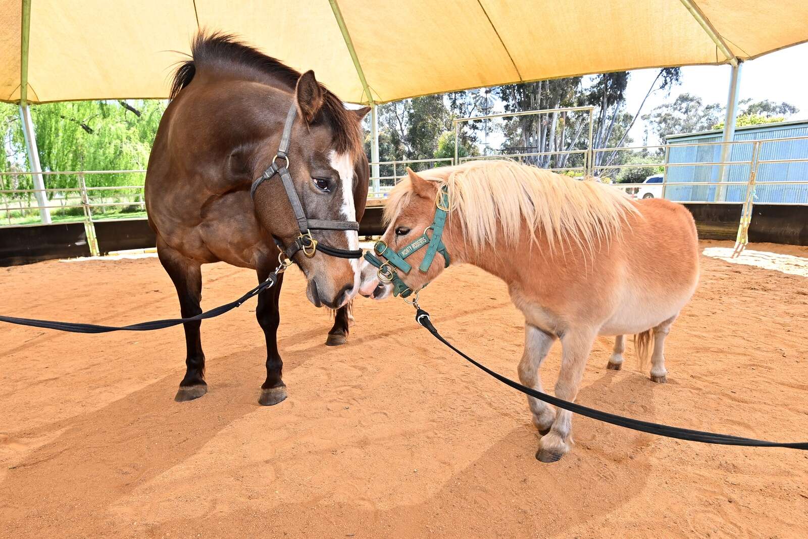 Hoping for good turnout on horse display day | Seymour Telegraph