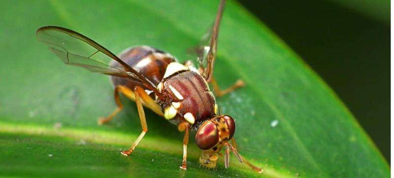Fighting fruit fly | Shepparton News