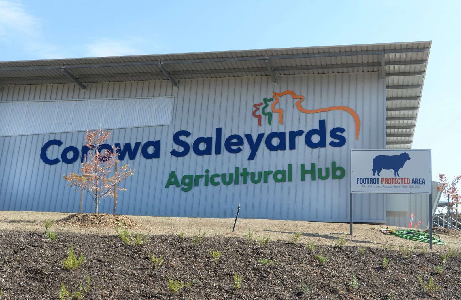 $12m saleyards project finally completed | Corowa Free Press
