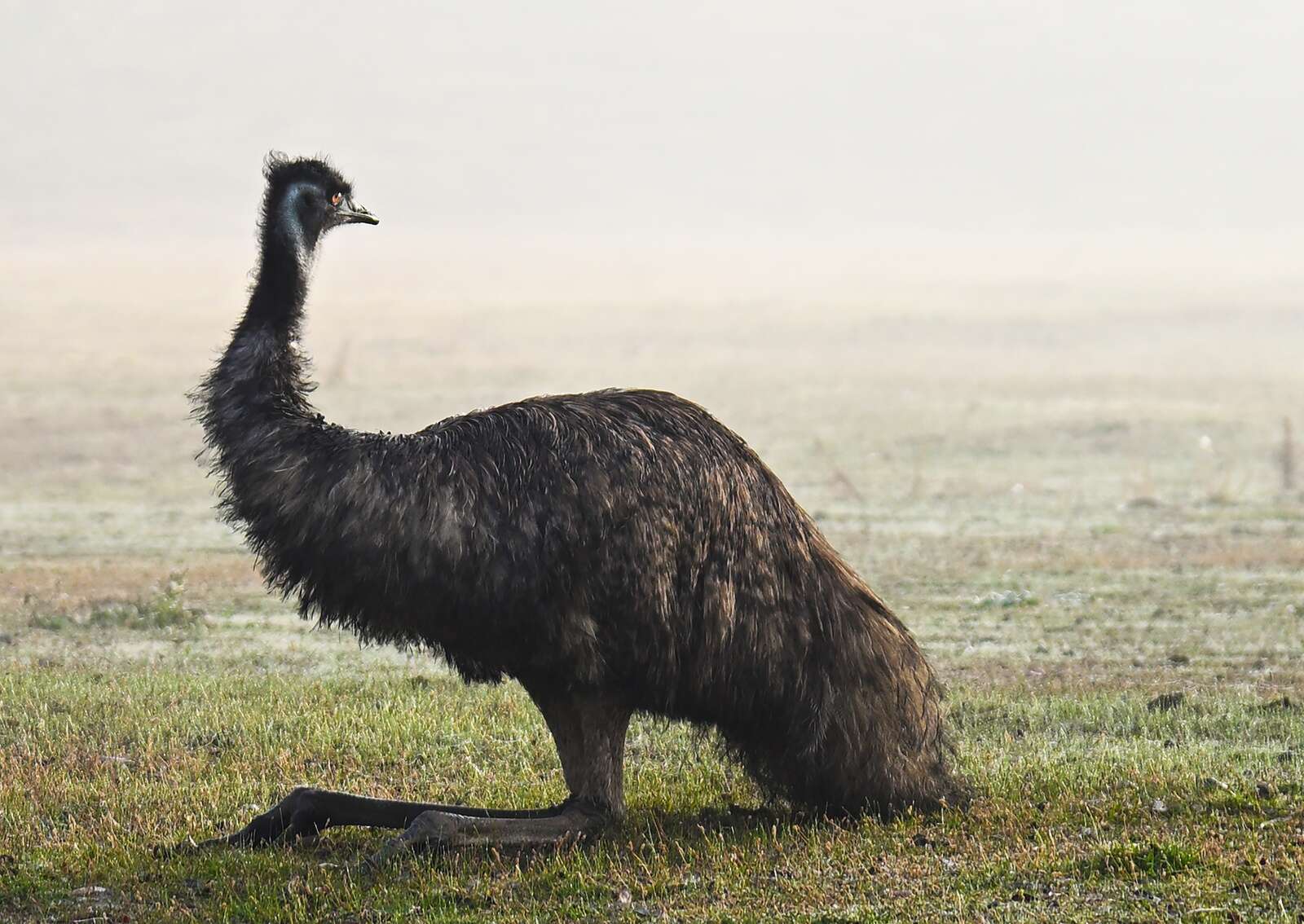 For the first time in 20 years, an emu steals the show | Benalla Ensign