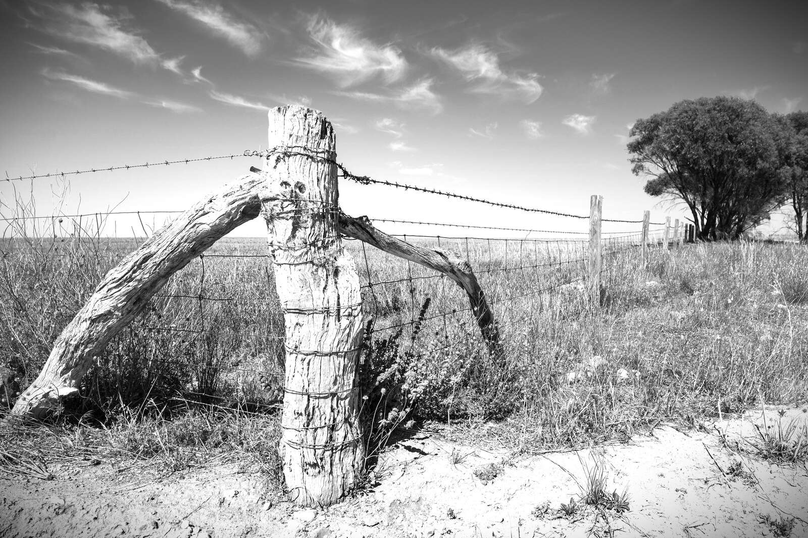 Prune It Back | Please stay | Country News