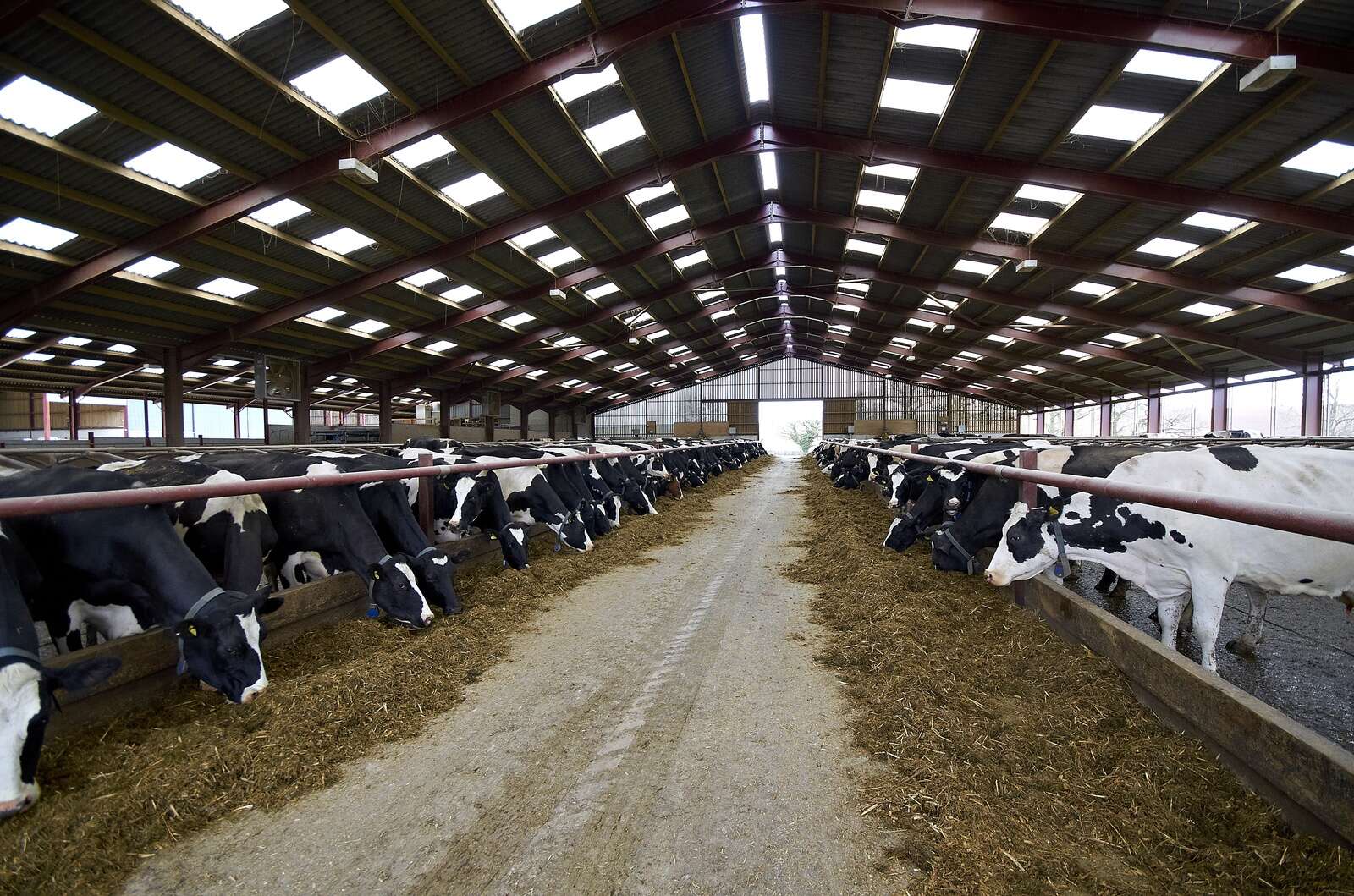 A ‘catch-all’ in dairy rations | Dairy News Australia