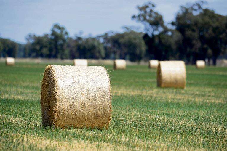 Hay ‘soaked-up’ as market hinges on autumn break | Dairy News Australia