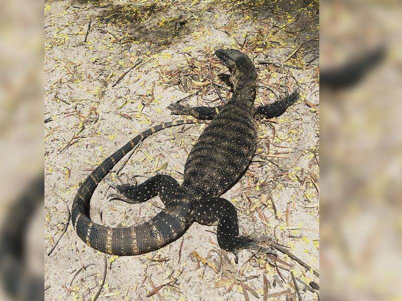 Maggot-munching goannas can help sheep with flystrike | Shepparton News
