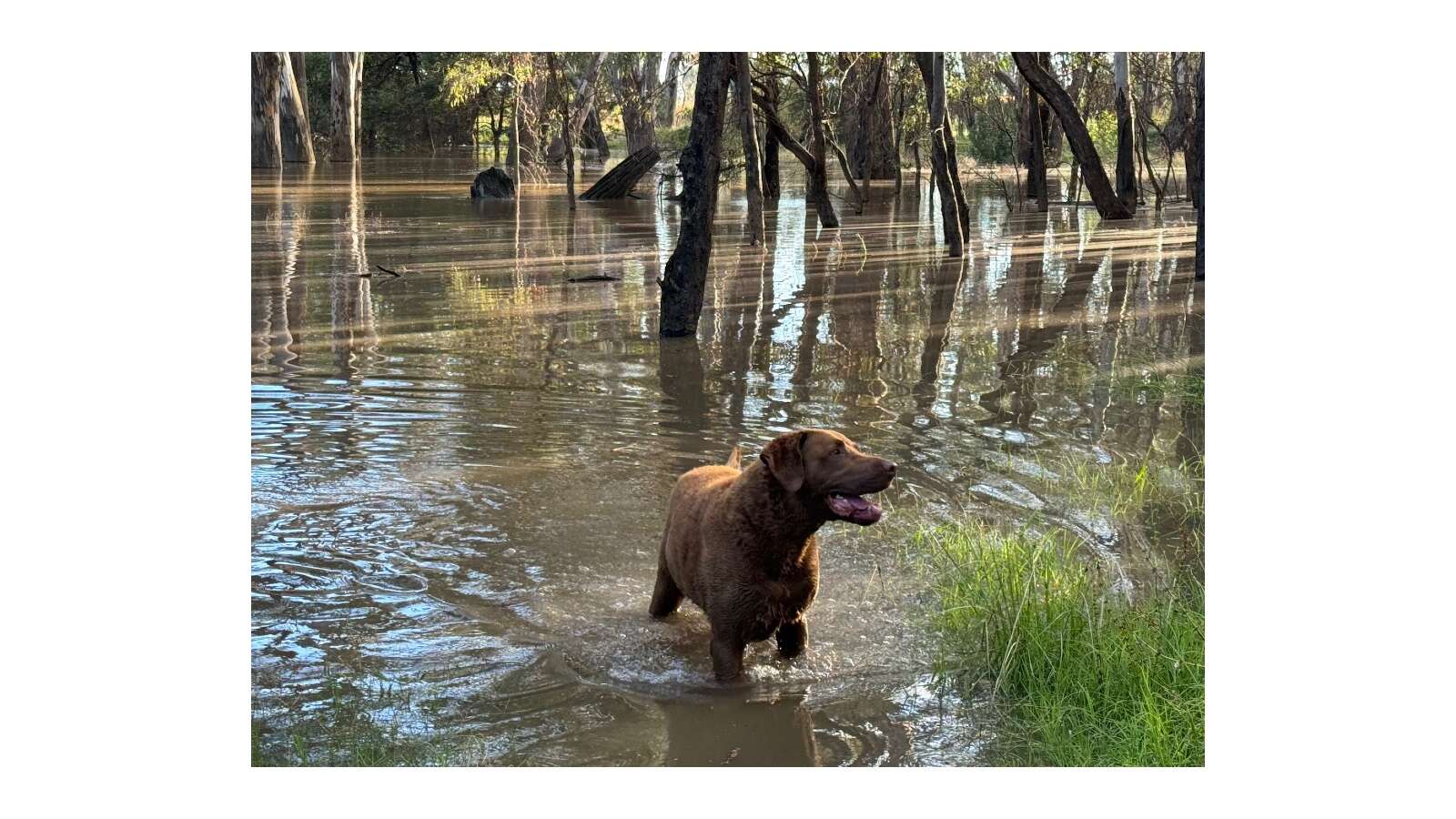 A foretaste of the tropics | Shepparton News