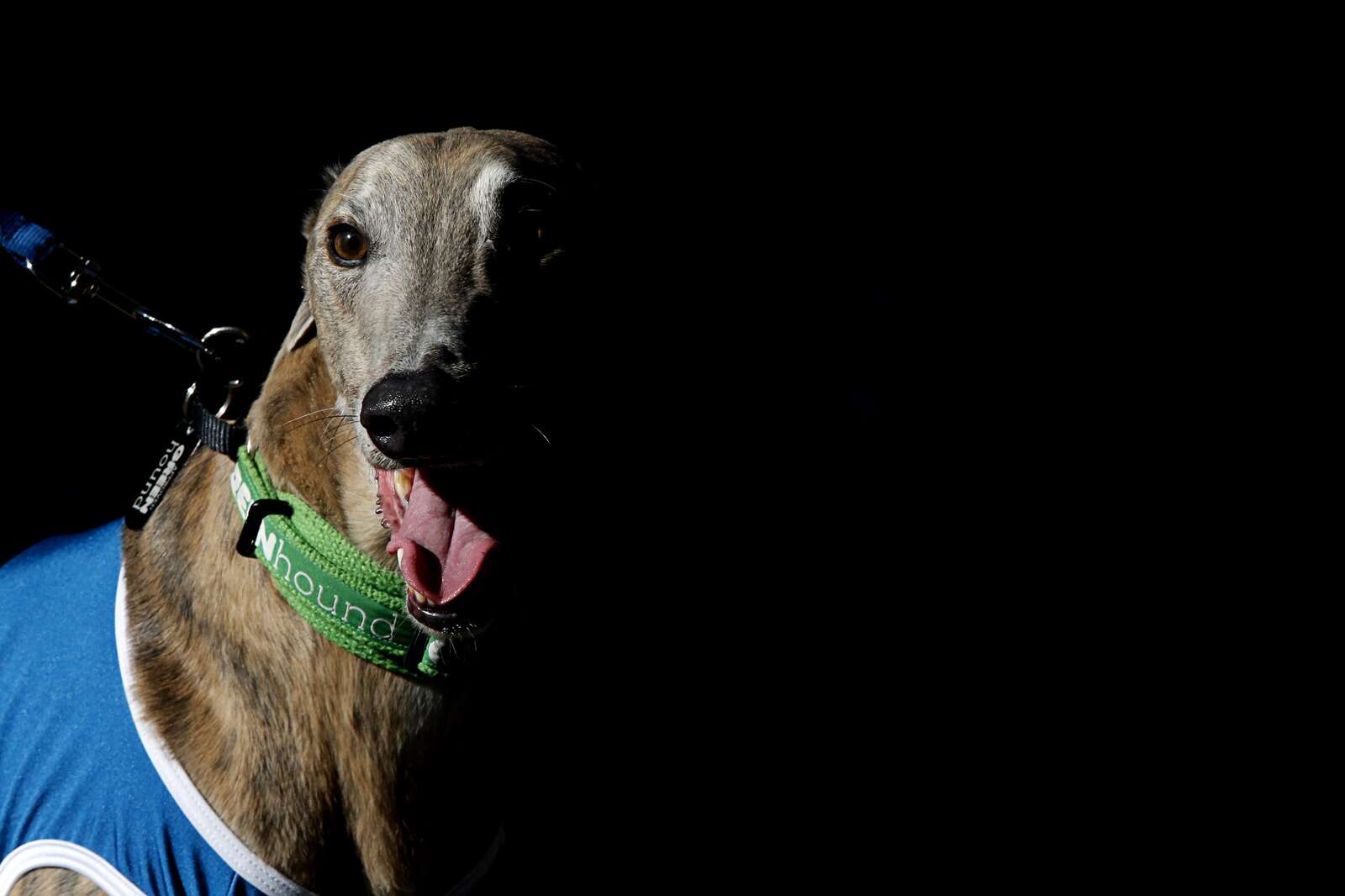 Latest figures point to a rise in greyhound racing interest around ...