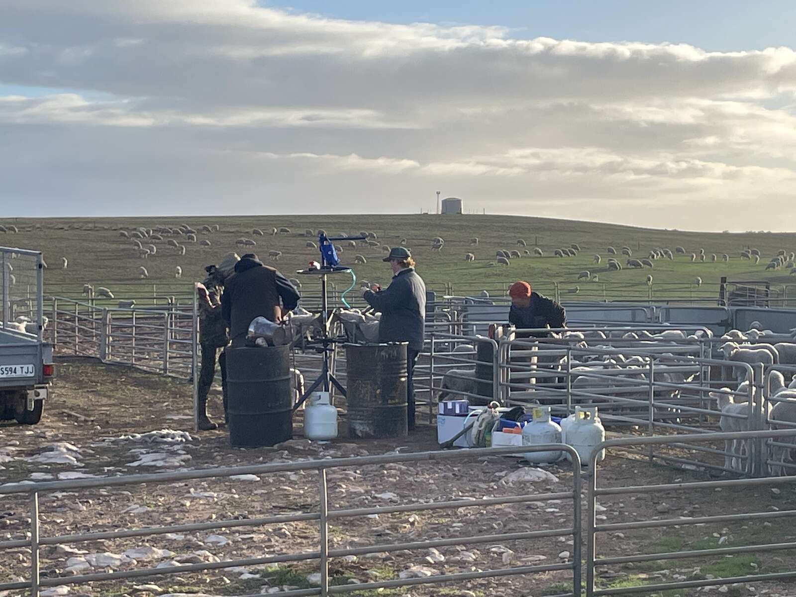 Pain management for marking | Cobram Courier