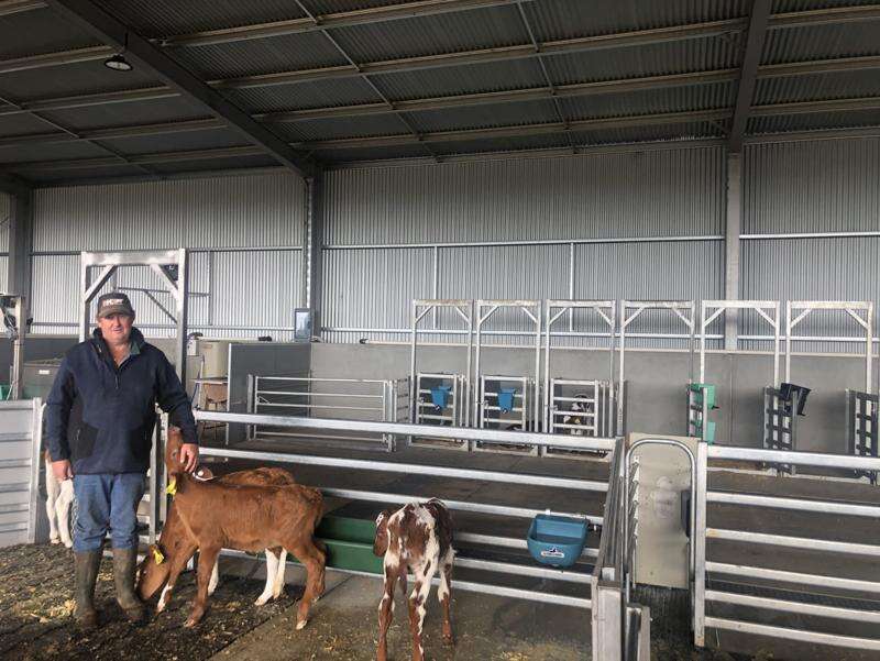 New calf rearing system means working smarter not harder | Dairy News ...