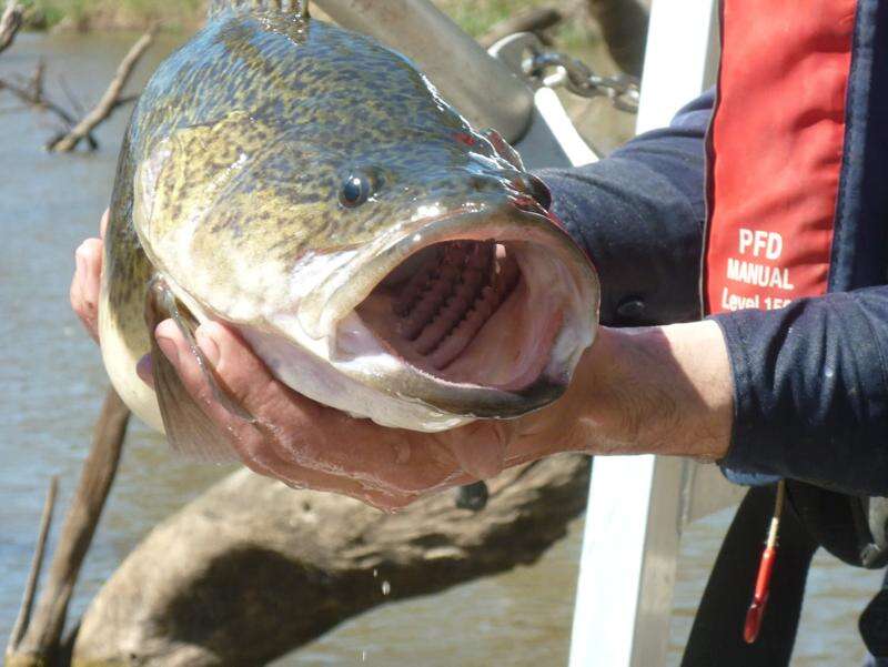 Fish are flourishing in Loddon River | Country News